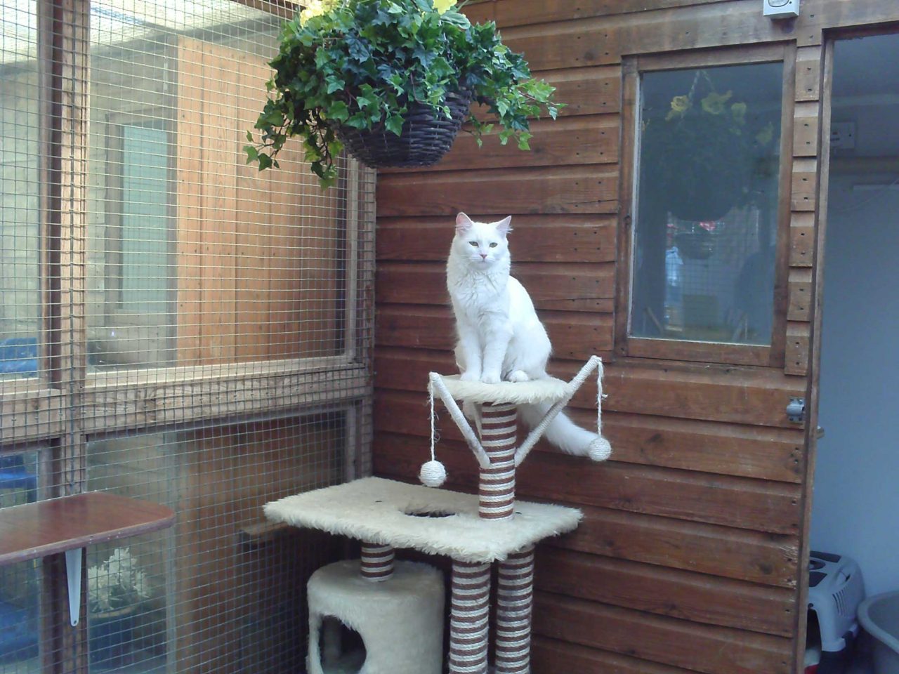 Explore pictures of Brizlincoat Cattery, Birmingham