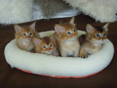 Important Tips to Choose the Right Cattery For Your Cat