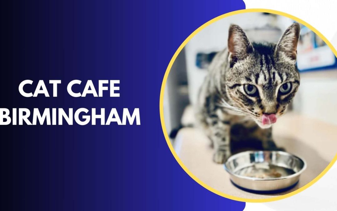 cat cafe Birmingham
